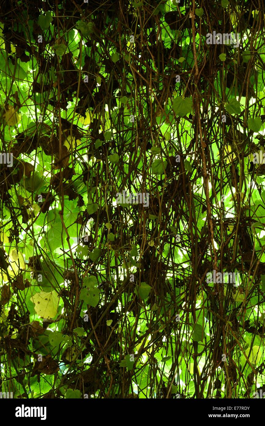 A close up shot of overgrown vines Stock Photo - Alamy
