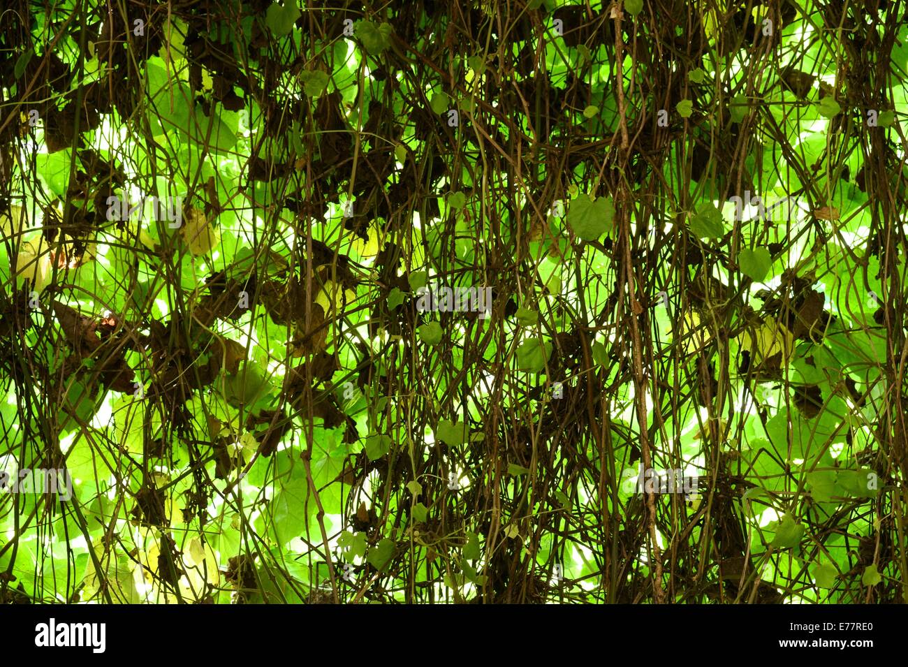 Vines growing up wall building hi-res stock photography and images - Alamy