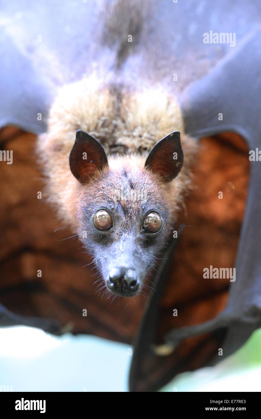 A close up Shot of an Australian Flying Fox Stock Photo - Alamy