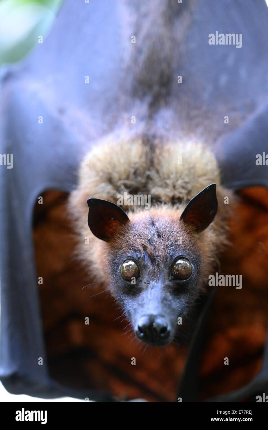 A close up Shot of an Australian Flying Fox Stock Photo - Alamy
