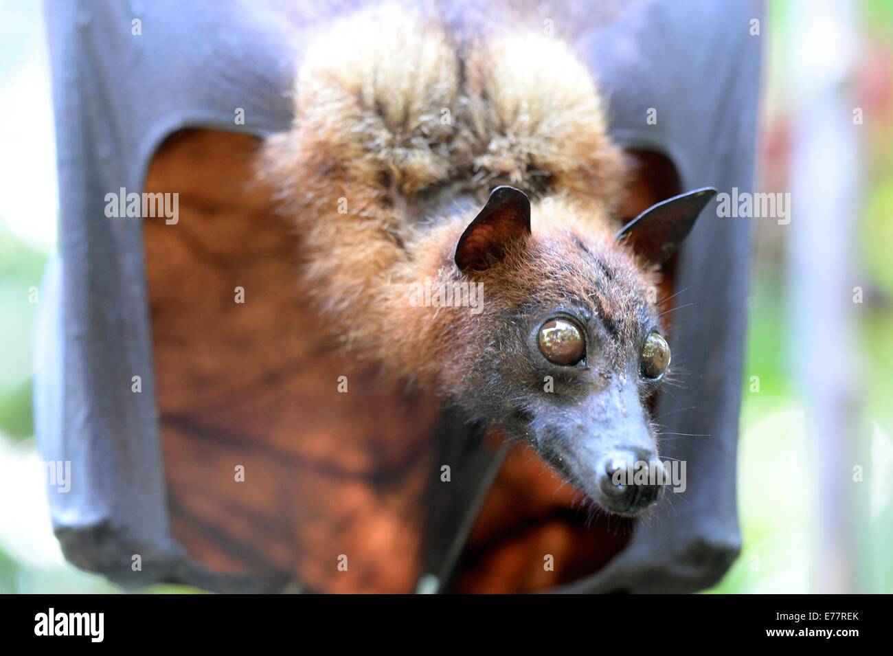A close up Shot of an Australian Flying Fox Stock Photo - Alamy