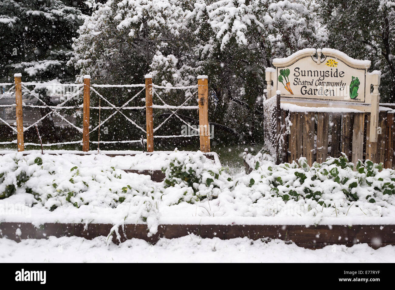 Calgary, Alberta, Canada, 8 Sep, 2014. The first snowfall of the season ...