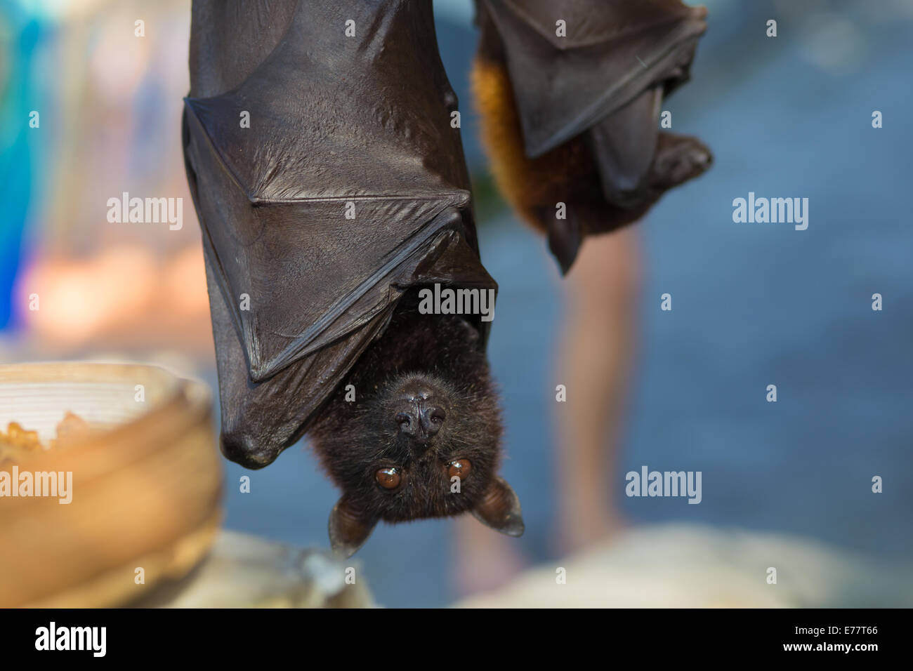 Black flying-foxes (Pteropus alecto Stock Photo - Alamy
