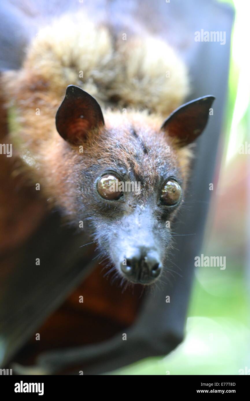 A close up Shot of an Australian Flying Fox Stock Photo - Alamy