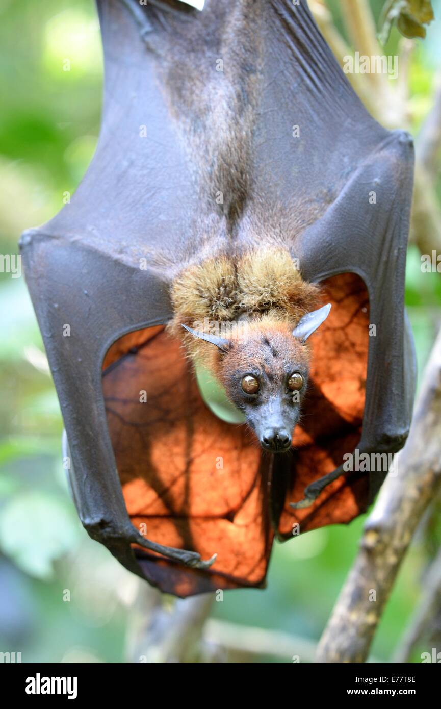 A close up Shot of an Australian Flying Fox Stock Photo - Alamy