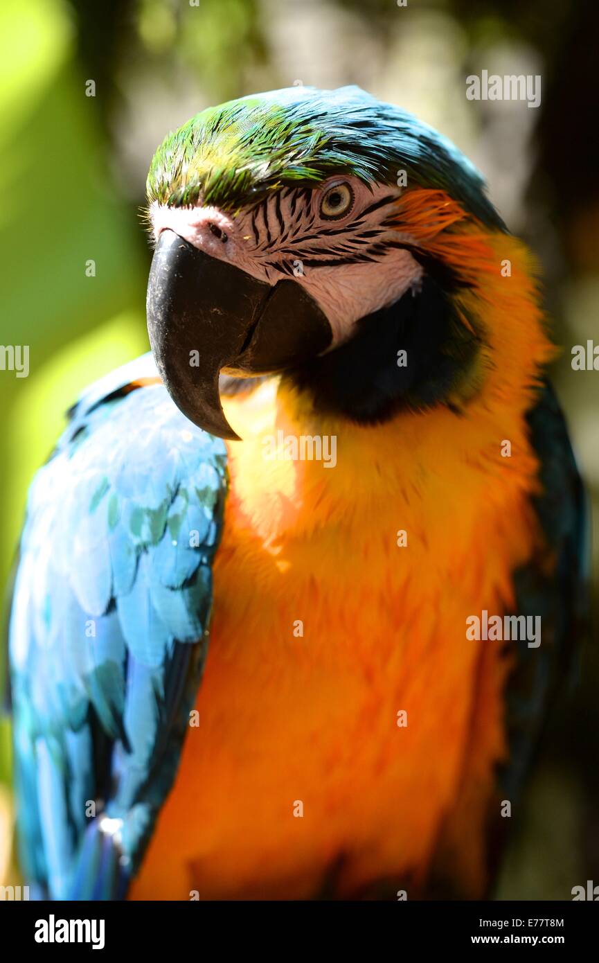A close up shot of a Macaw Parrot Stock Photo - Alamy