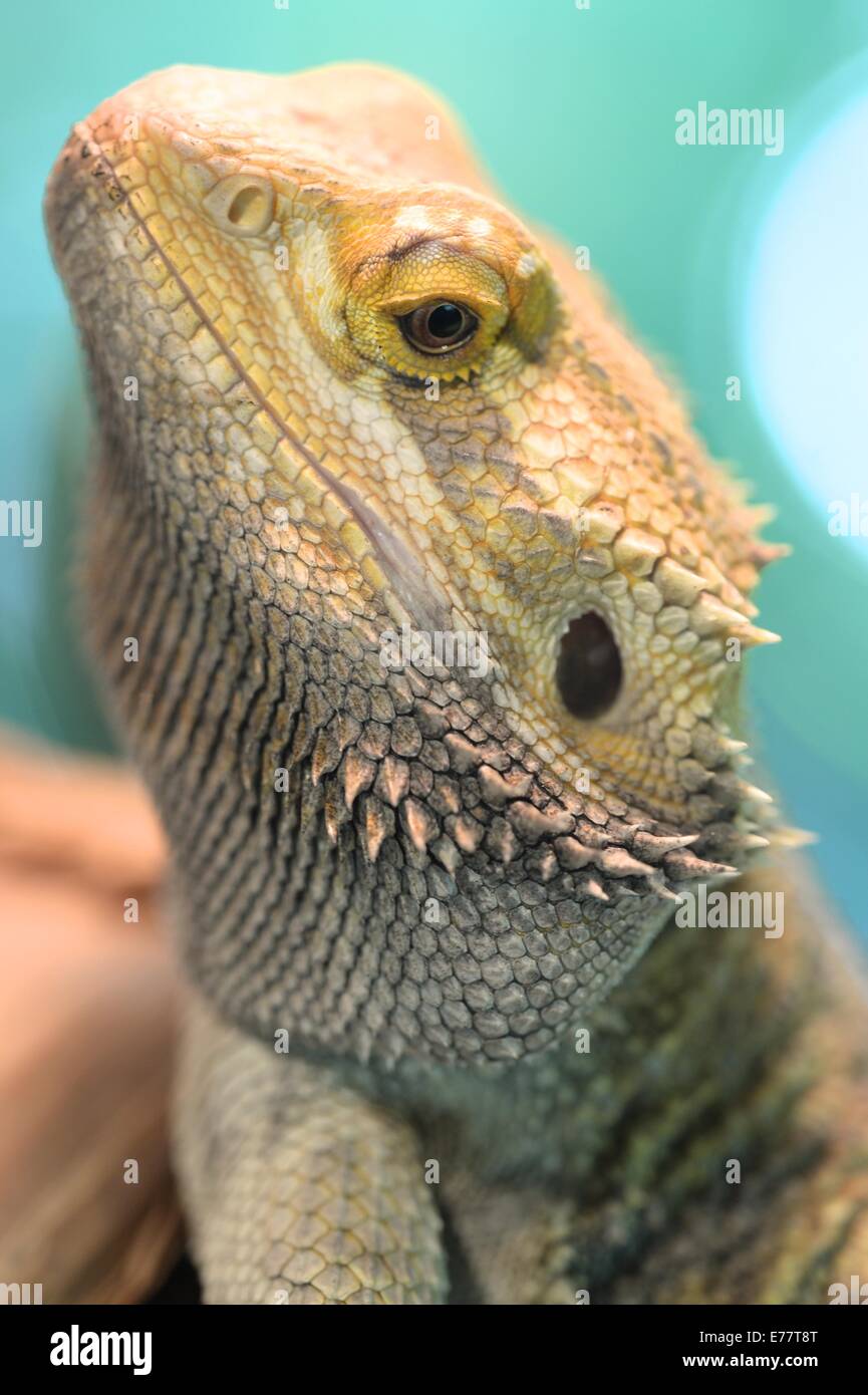 A close up shot of a Bearded Dragon Lizard Stock Photo - Alamy