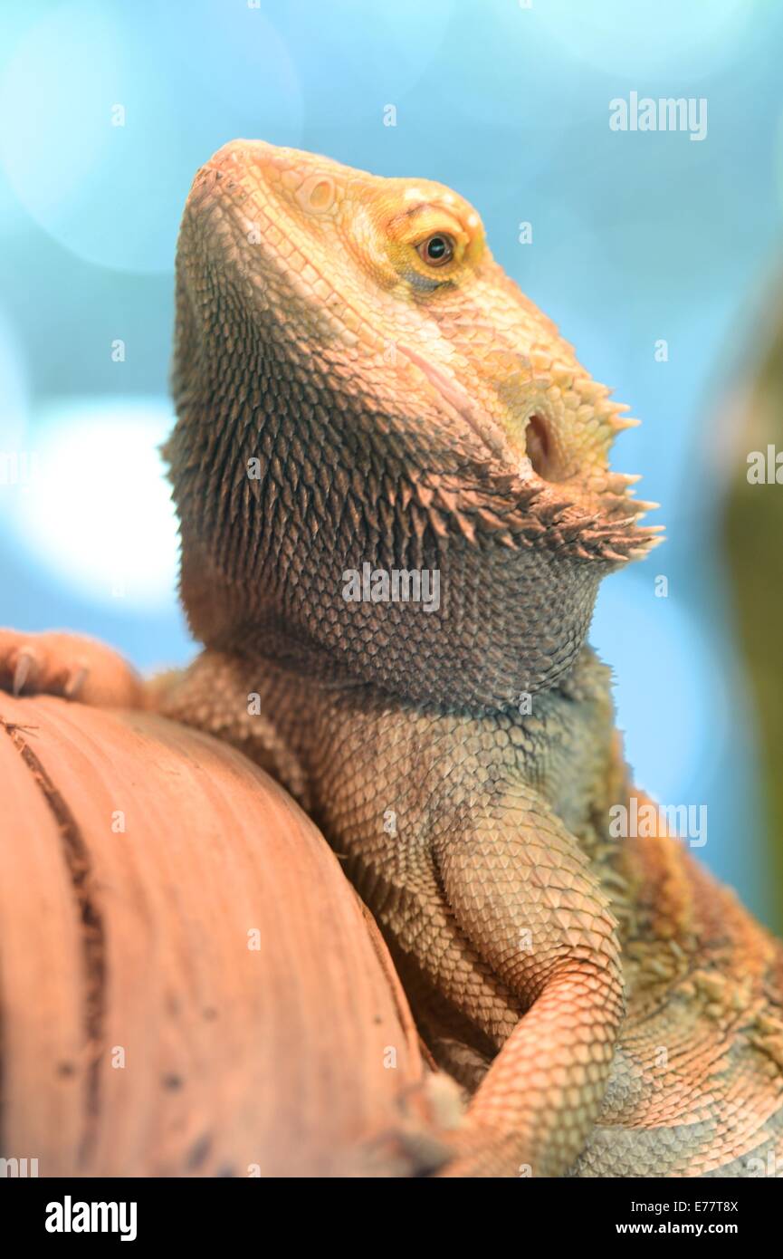 A close up shot of a Bearded Dragon Lizard Stock Photo - Alamy