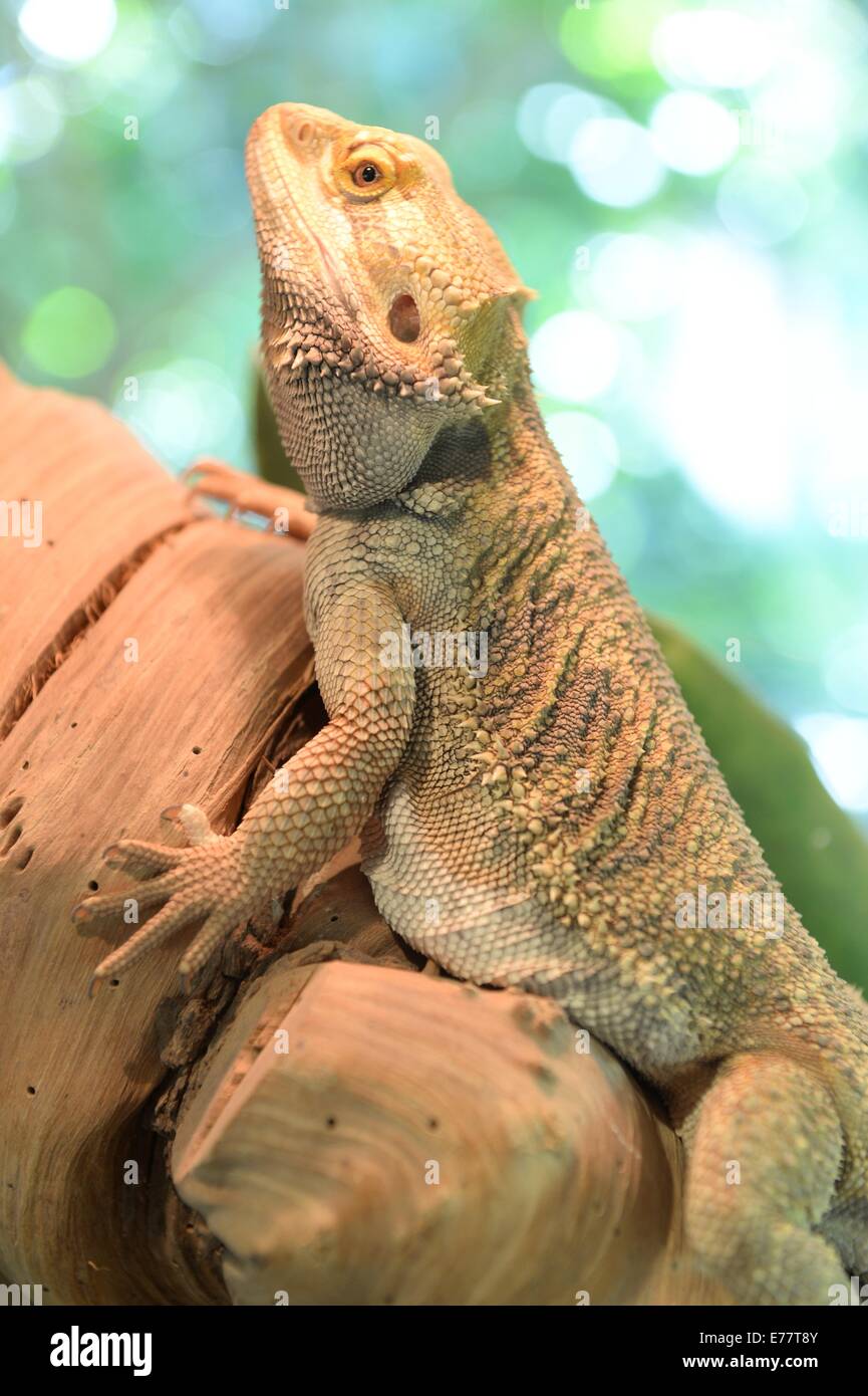 A close up shot of a Bearded Dragon Lizard Stock Photo - Alamy