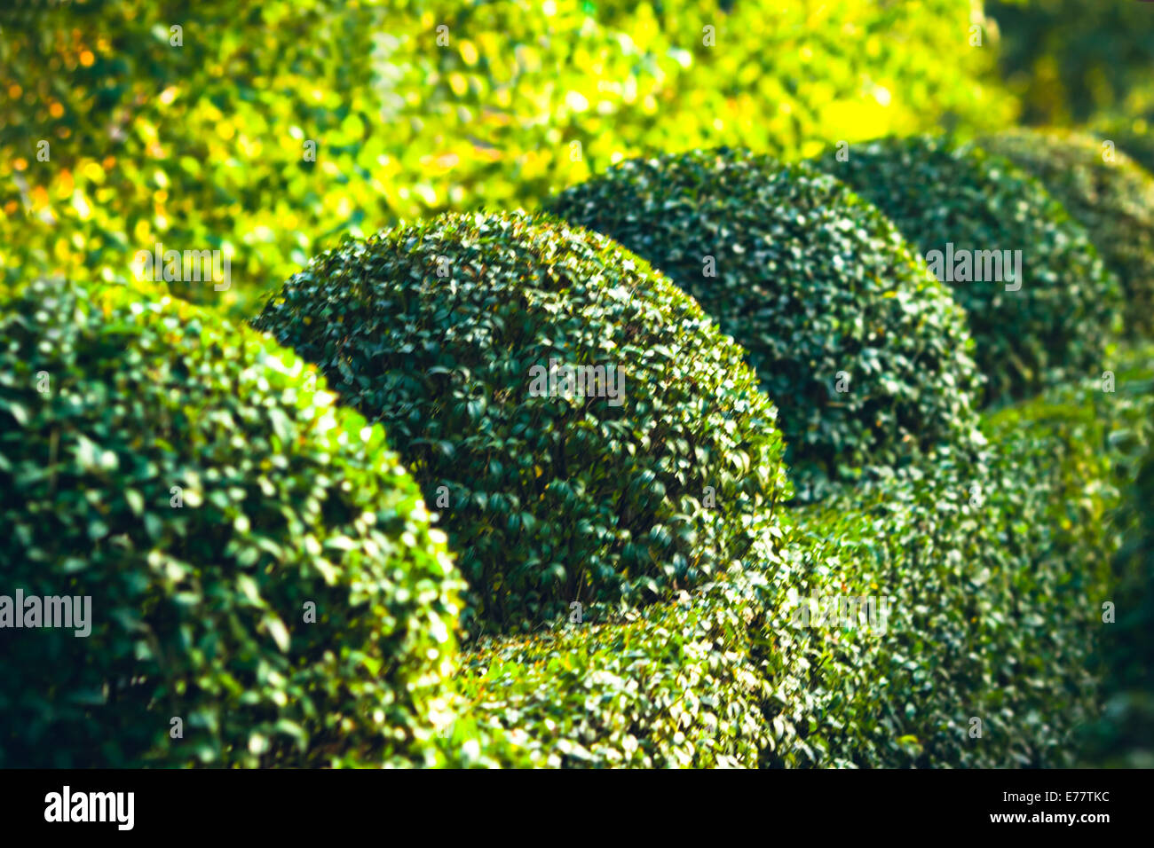 Herbal hedge, trimmed in the shape of balls. (Grass spheres Stock Photo ...