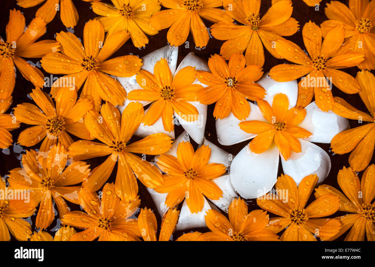 Orange blossom water hi-res stock photography and images - Alamy