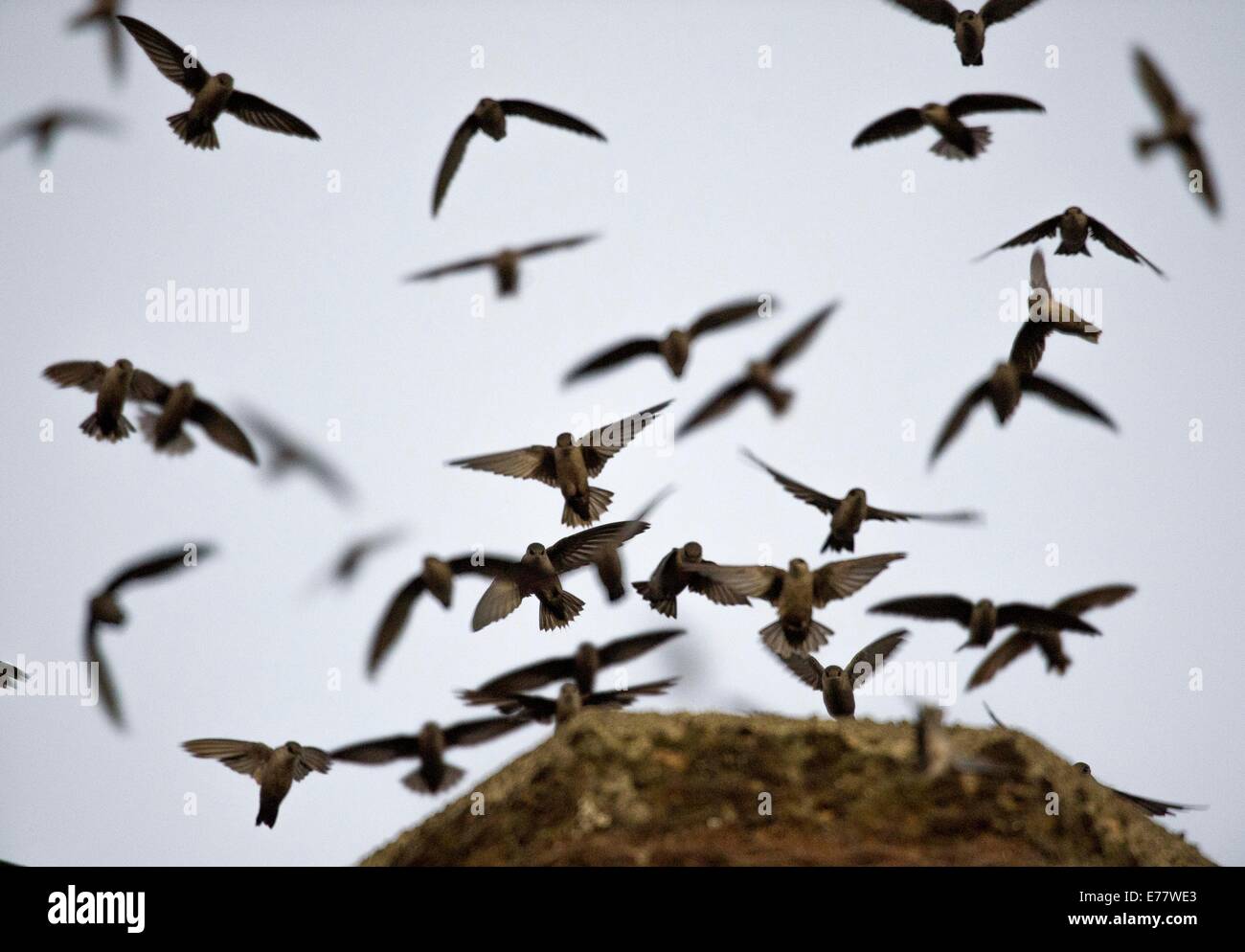 Chimney swifts hi-res stock photography and images - Alamy