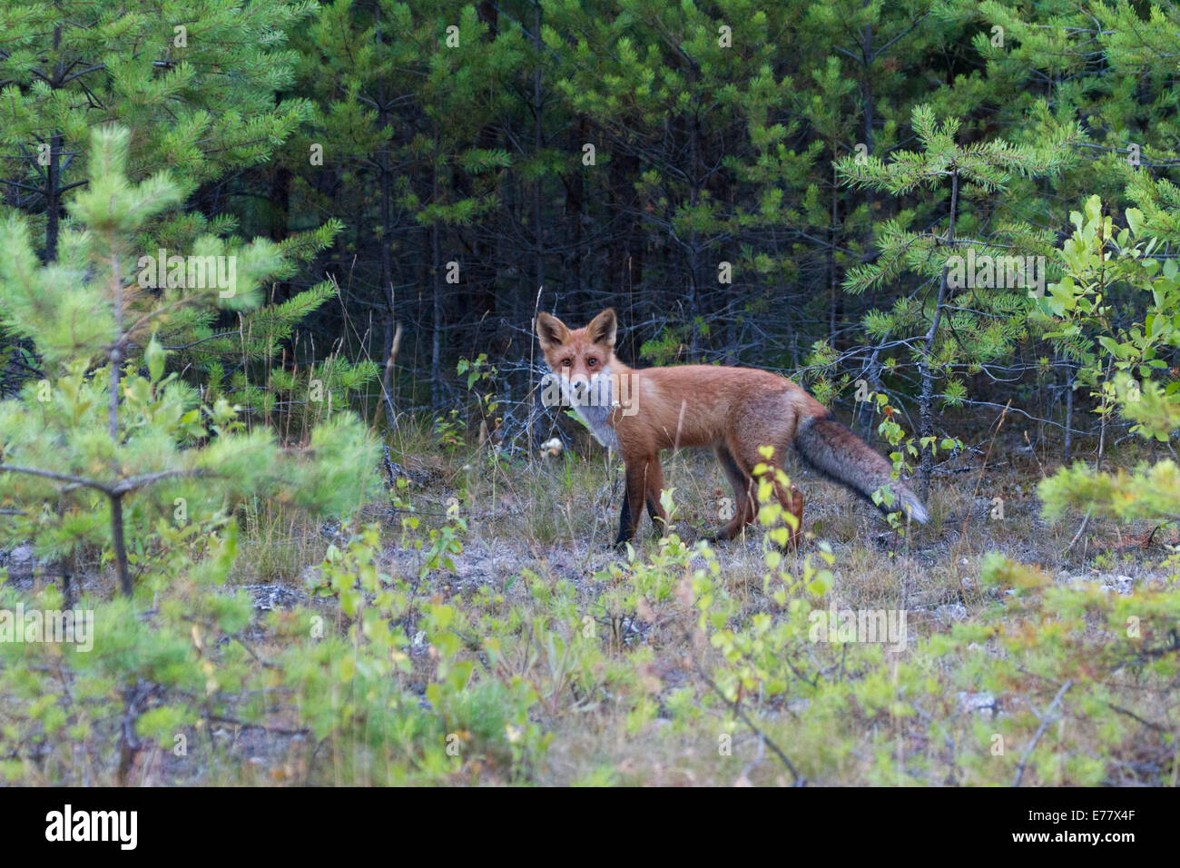 Fox among trees hi-res stock photography and images - Alamy