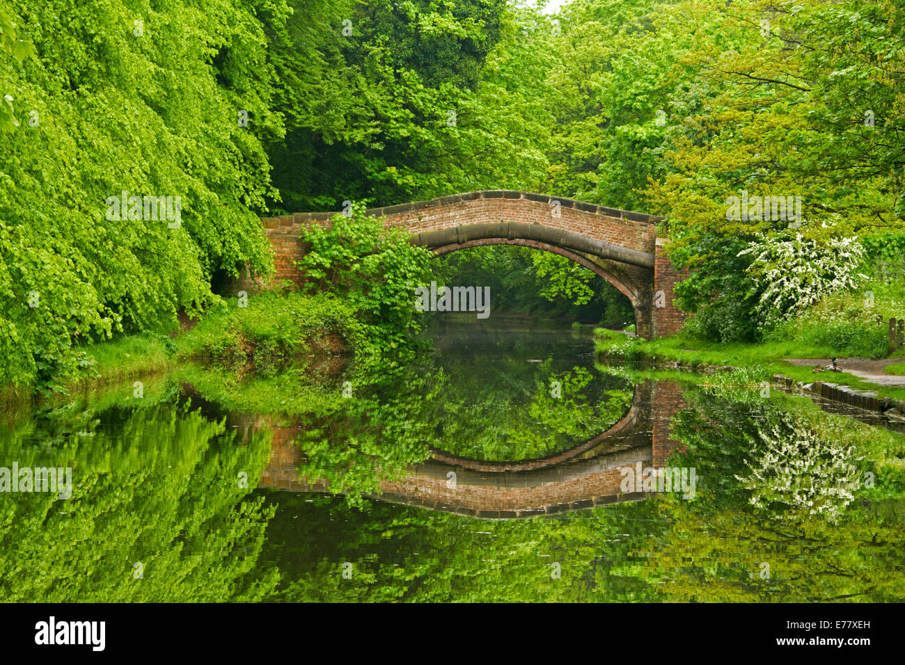 English woodlands hi-res stock photography and images - Alamy
