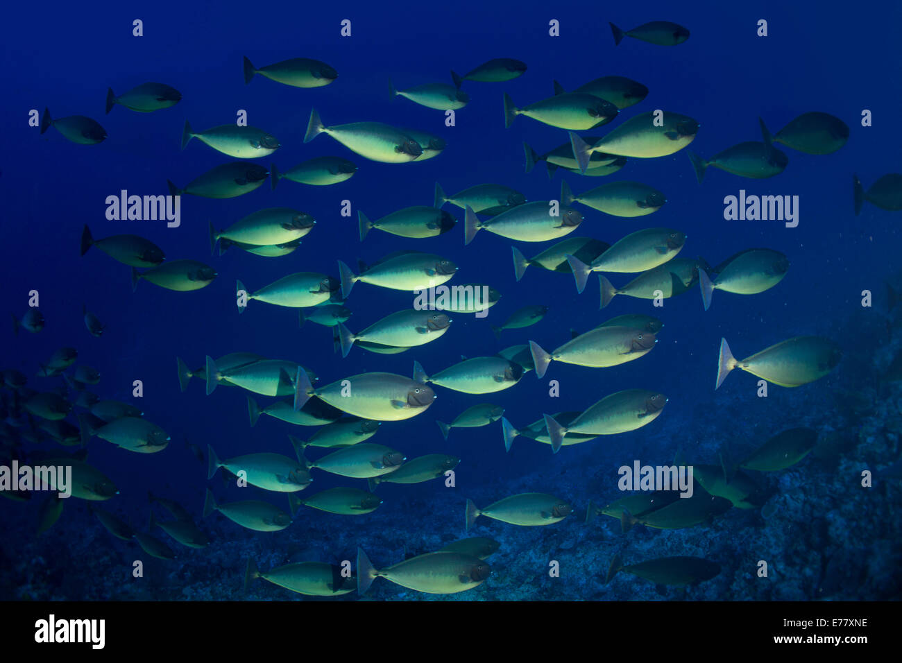 Shoal of Bluetail Unicornfish (Naso hexacanthus), Batasan, Philippines ...