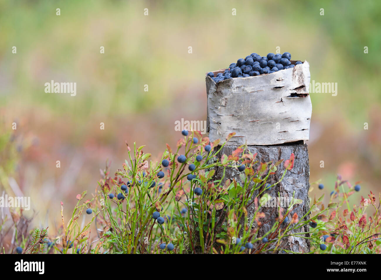 Birch and blueberries hi-res stock photography and images - Alamy