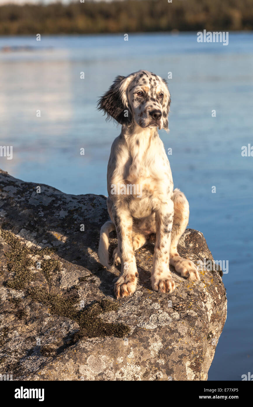 Dog, english setter, sitting on a rock in evening light Stock Photo - Alamy