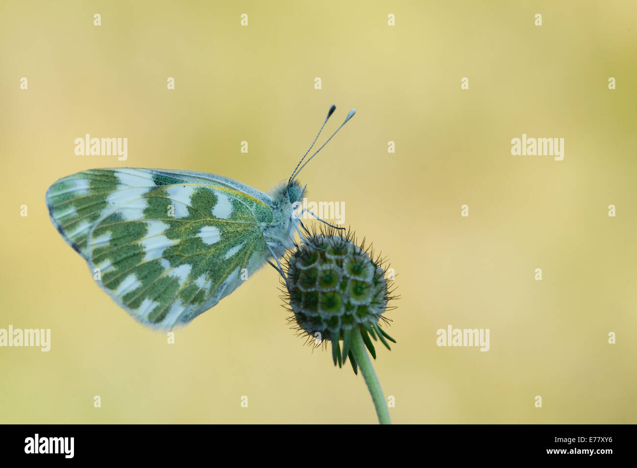 Eastern Bath White Butterfly High Resolution Stock Photography and ...