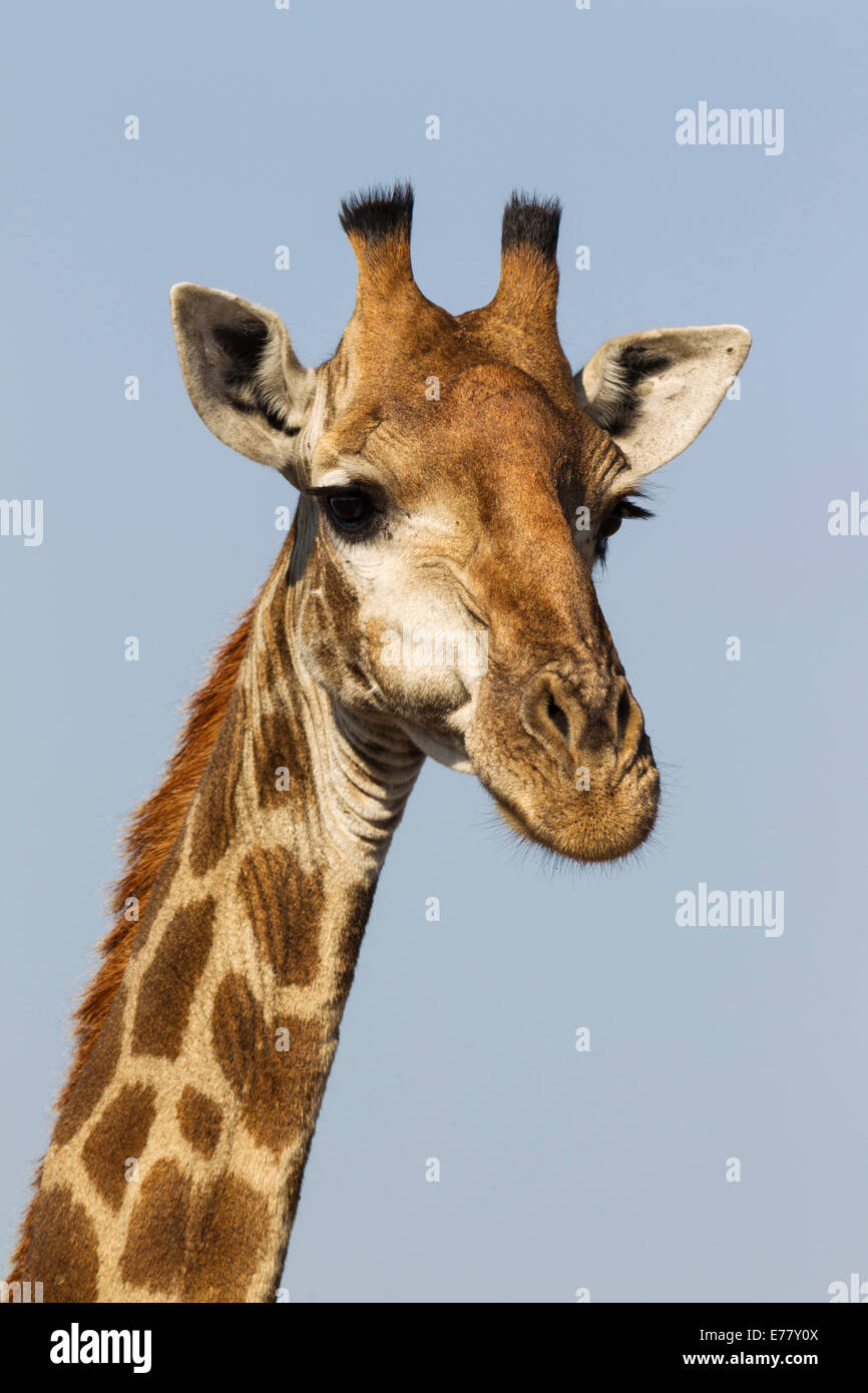 Bull giraffe hi-res stock photography and images - Alamy
