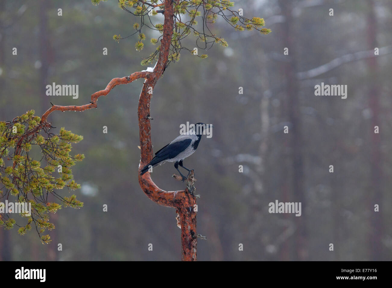 Crow (Corvus cornix) sitting in pine tree in Swedish forest in ...