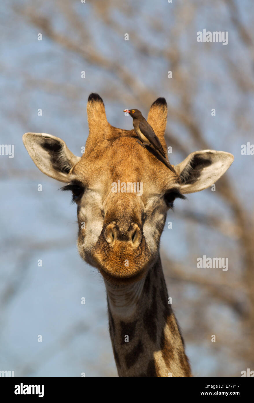 Southern Giraffe (Giraffa camelopardalis giraffa), female, with Red ...
