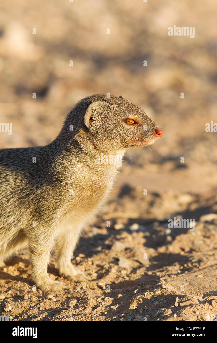 Slender Mongoose (Galerella sanguinea), southern Namibia Stock Photo ...