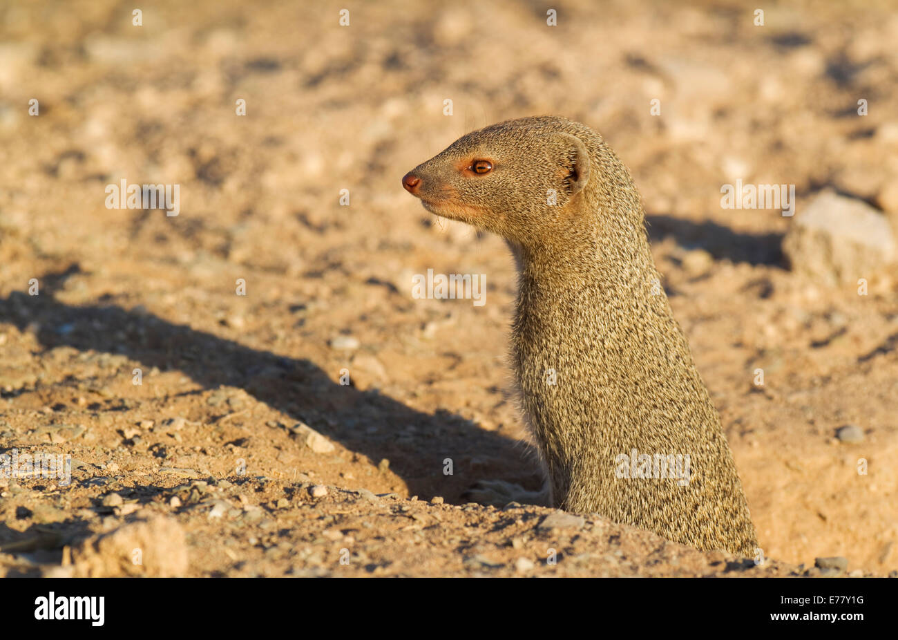 Slender Mongoose (Galerella sanguinea) at its burrow, southern Namibia ...