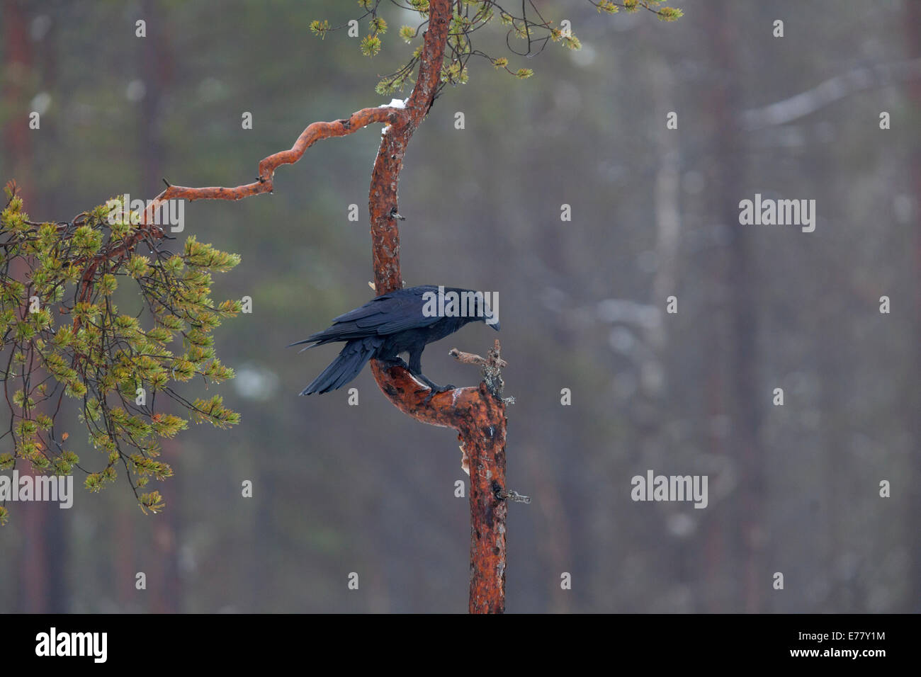 Raven (Corvus ccorax) sitting in a pine tree i Västerbotten in Sweden ...
