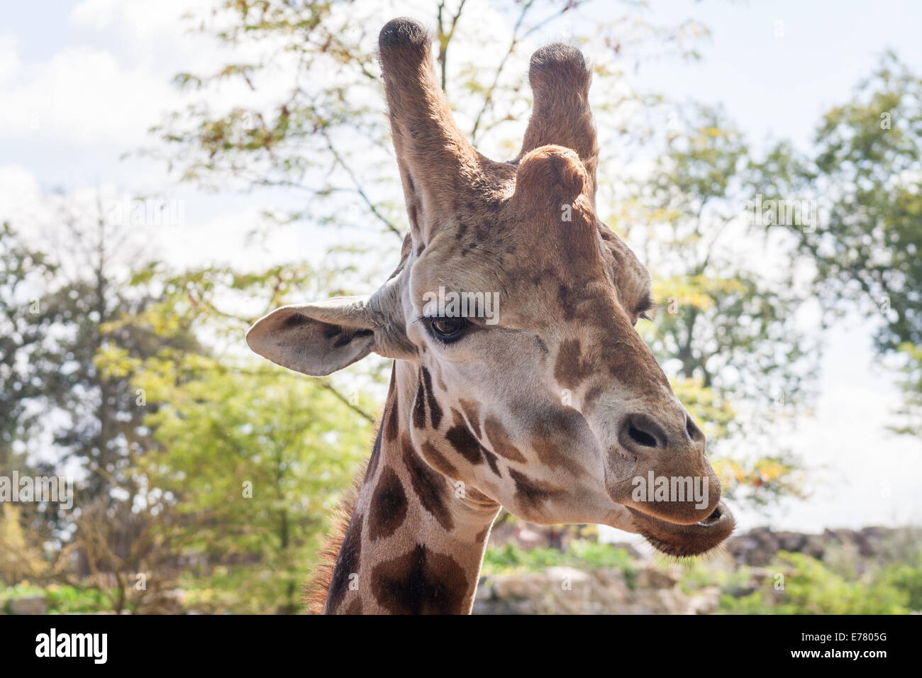 Giraffe head shot, close up - horizontal shot Stock Photo - Alamy