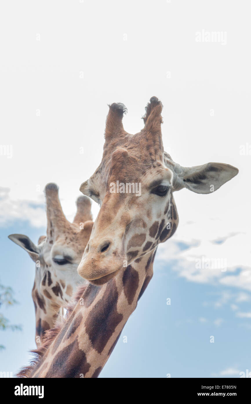 Giraffe duo head shot, close up - vertical shot Stock Photo - Alamy