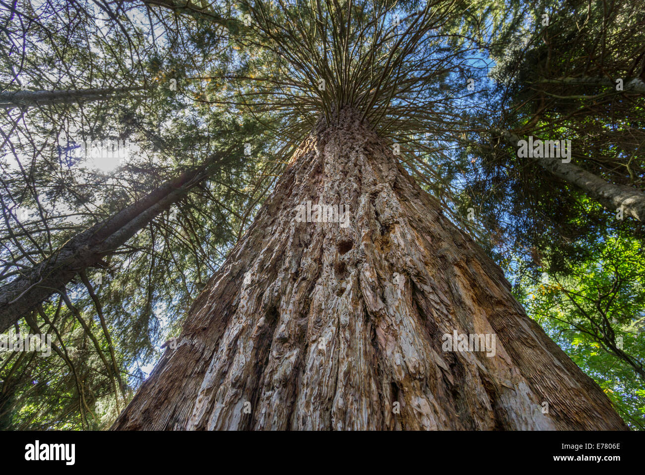 Giant sequoia tree leaf hi-res stock photography and images - Alamy