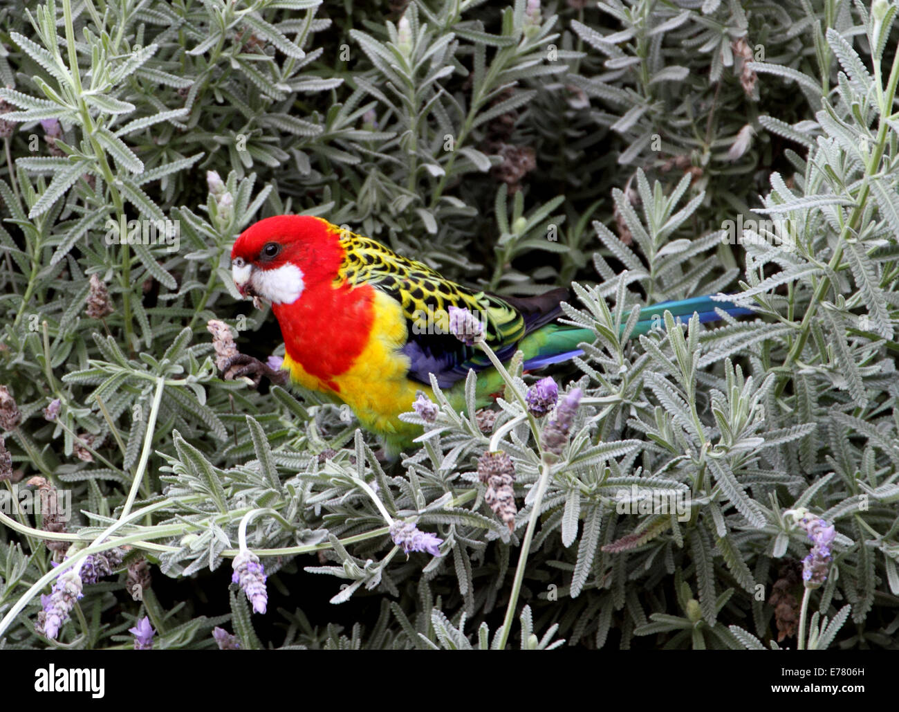 Adelaide rosella hi-res stock photography and images - Alamy