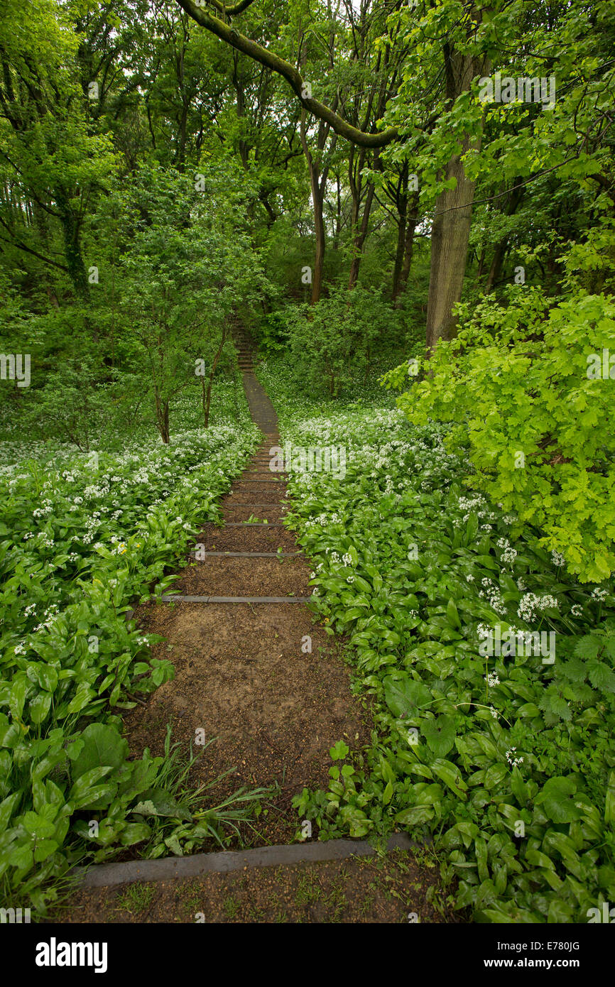 Walking track with wooden steps leading through Longacre Wood with ...