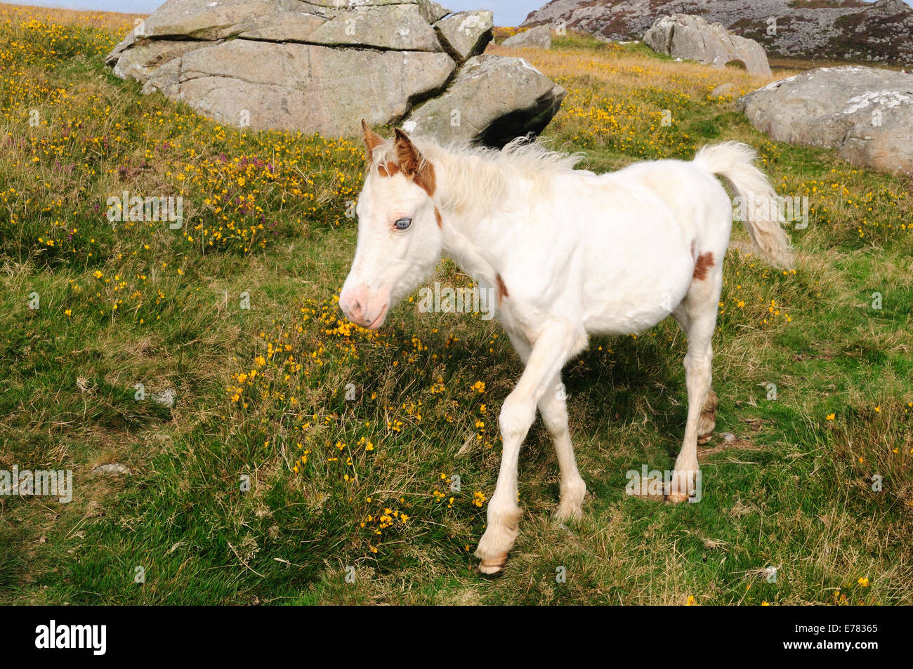 Wild preseli pony hi-res stock photography and images - Alamy