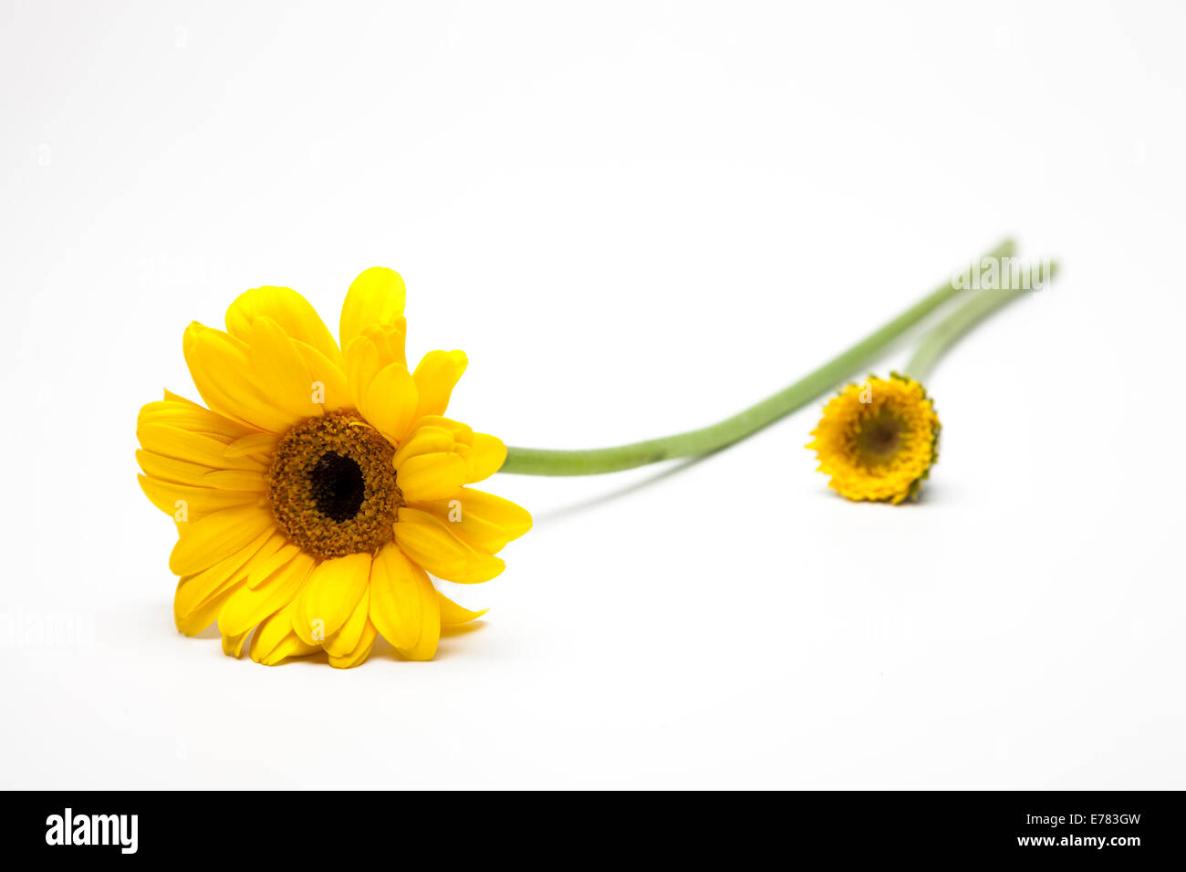 A Yellow flower ina white background Stock Photo - Alamy