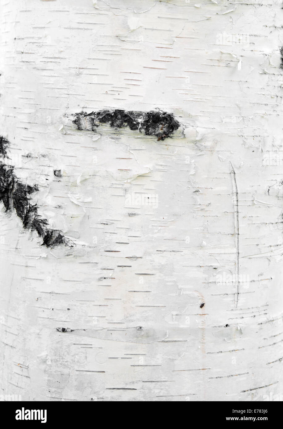 Smooth silver white bark hi-res stock photography and images - Alamy