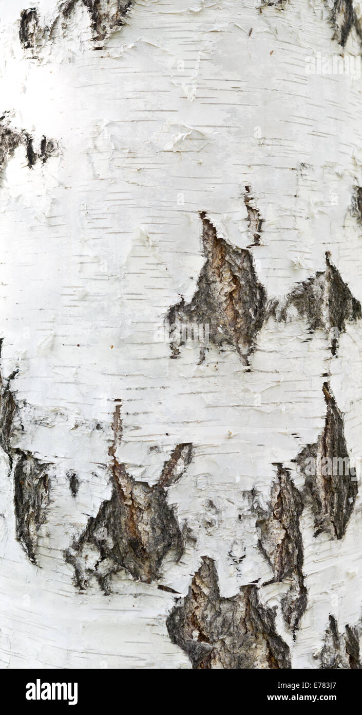 birch bark texture Stock Photo - Alamy