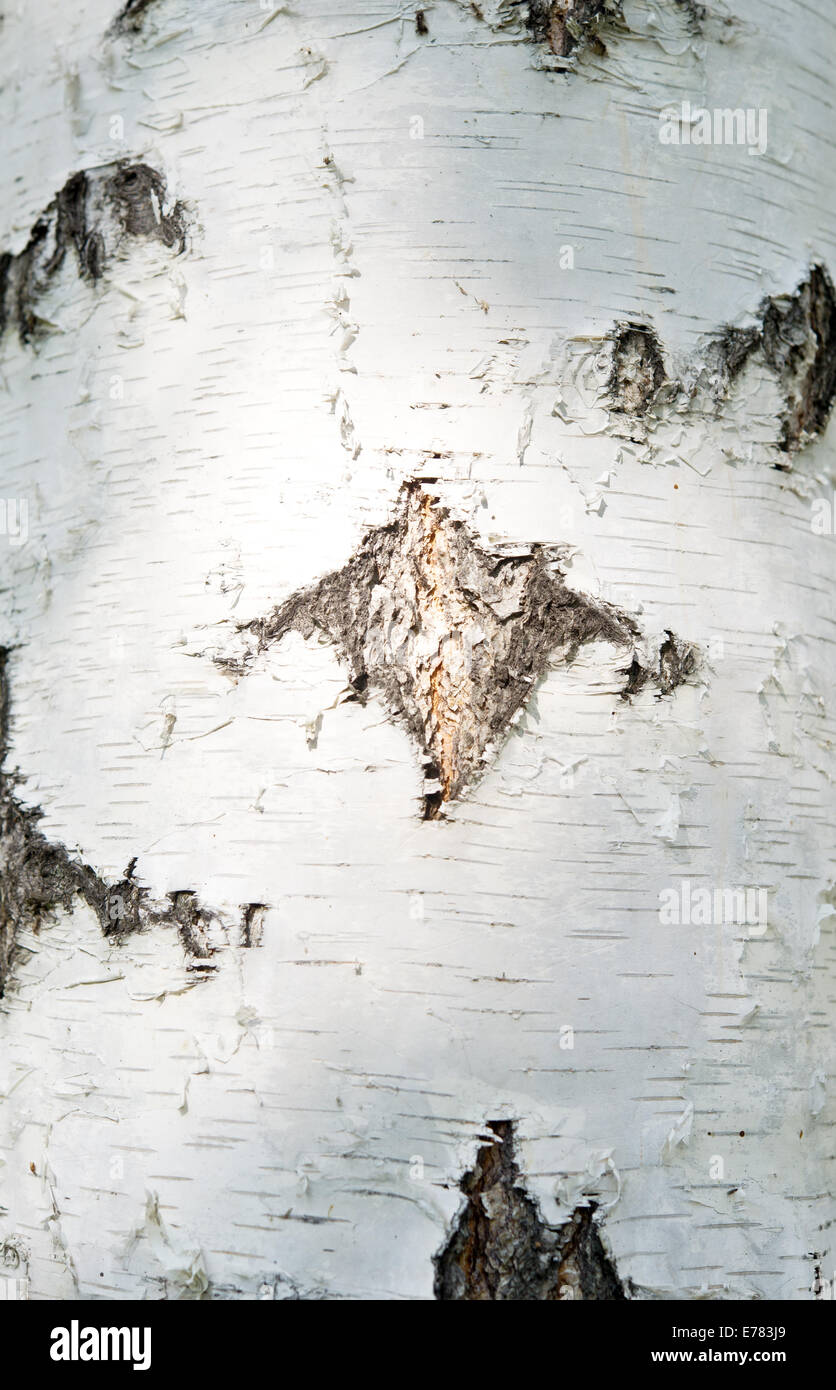 birch bark texture Stock Photo - Alamy