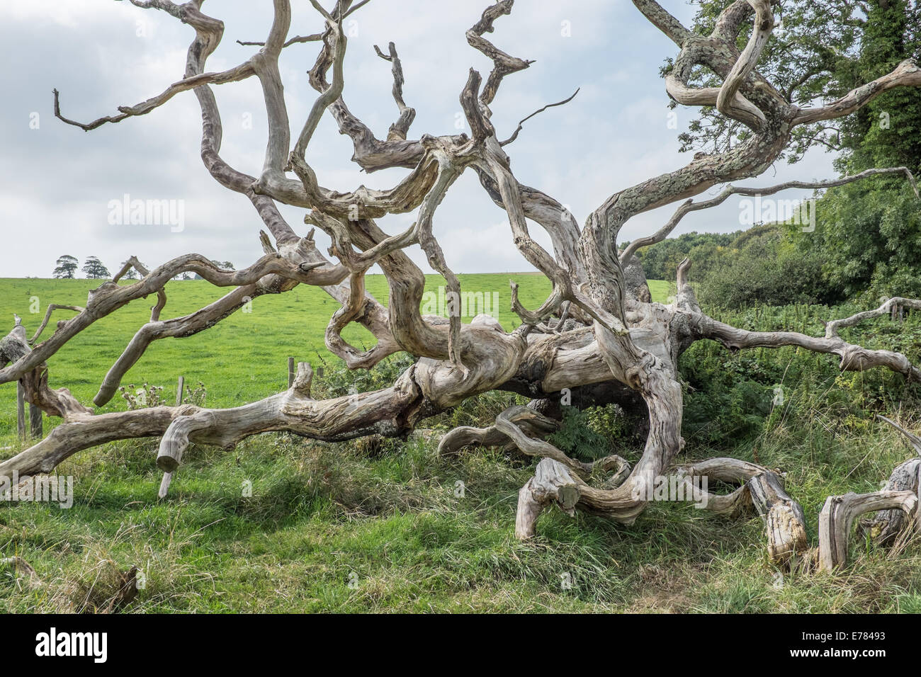 Tangled branches of a dead and fallen ash tree Stock Photo - Alamy