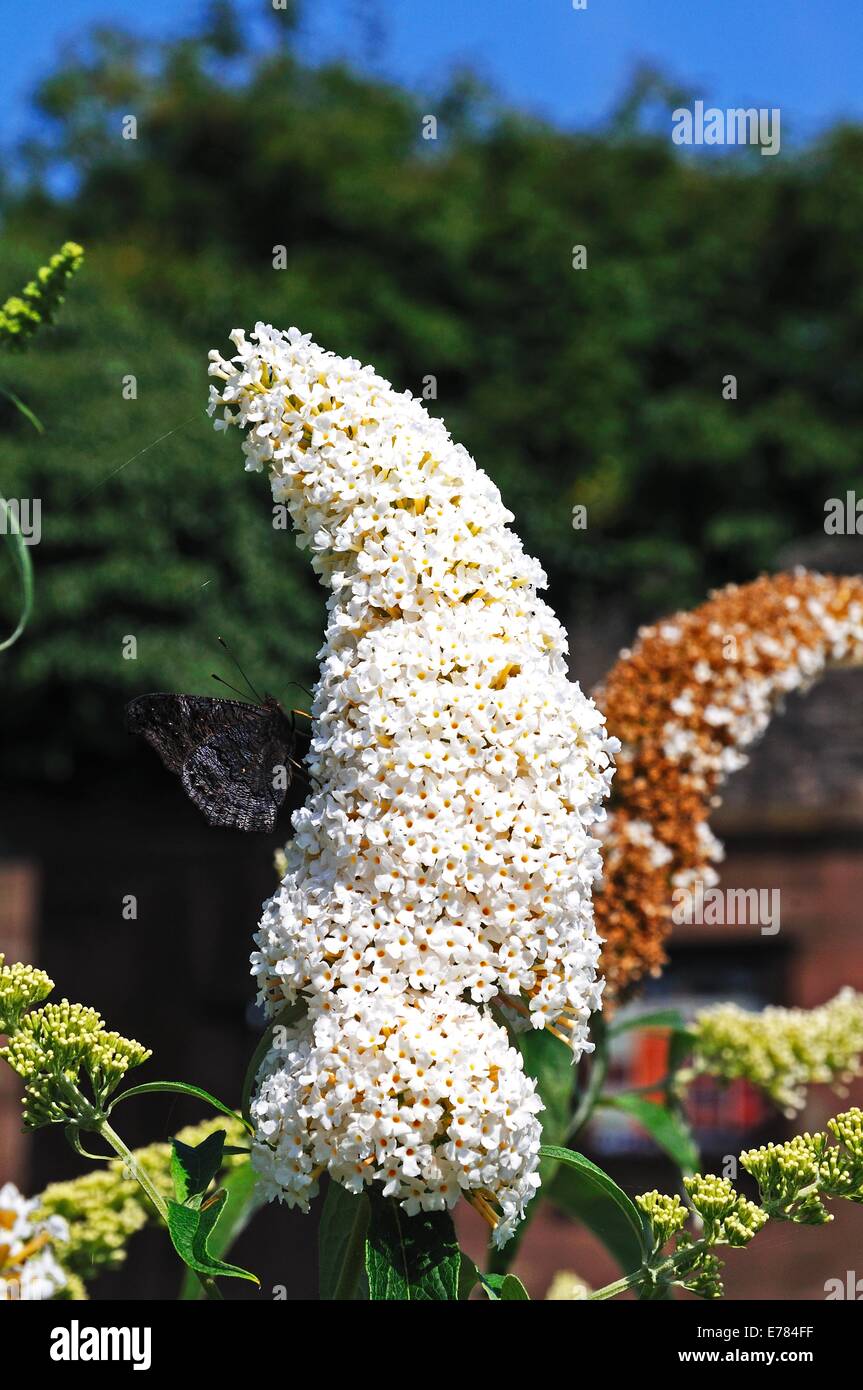 White Buddleja flower with a butterfly on the left hand side Stock ...
