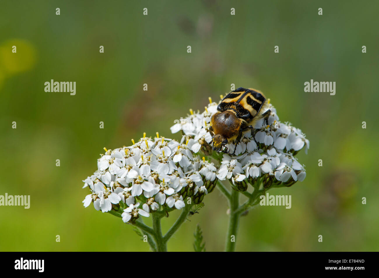 Flora and fauna art hi-res stock photography and images - Alamy