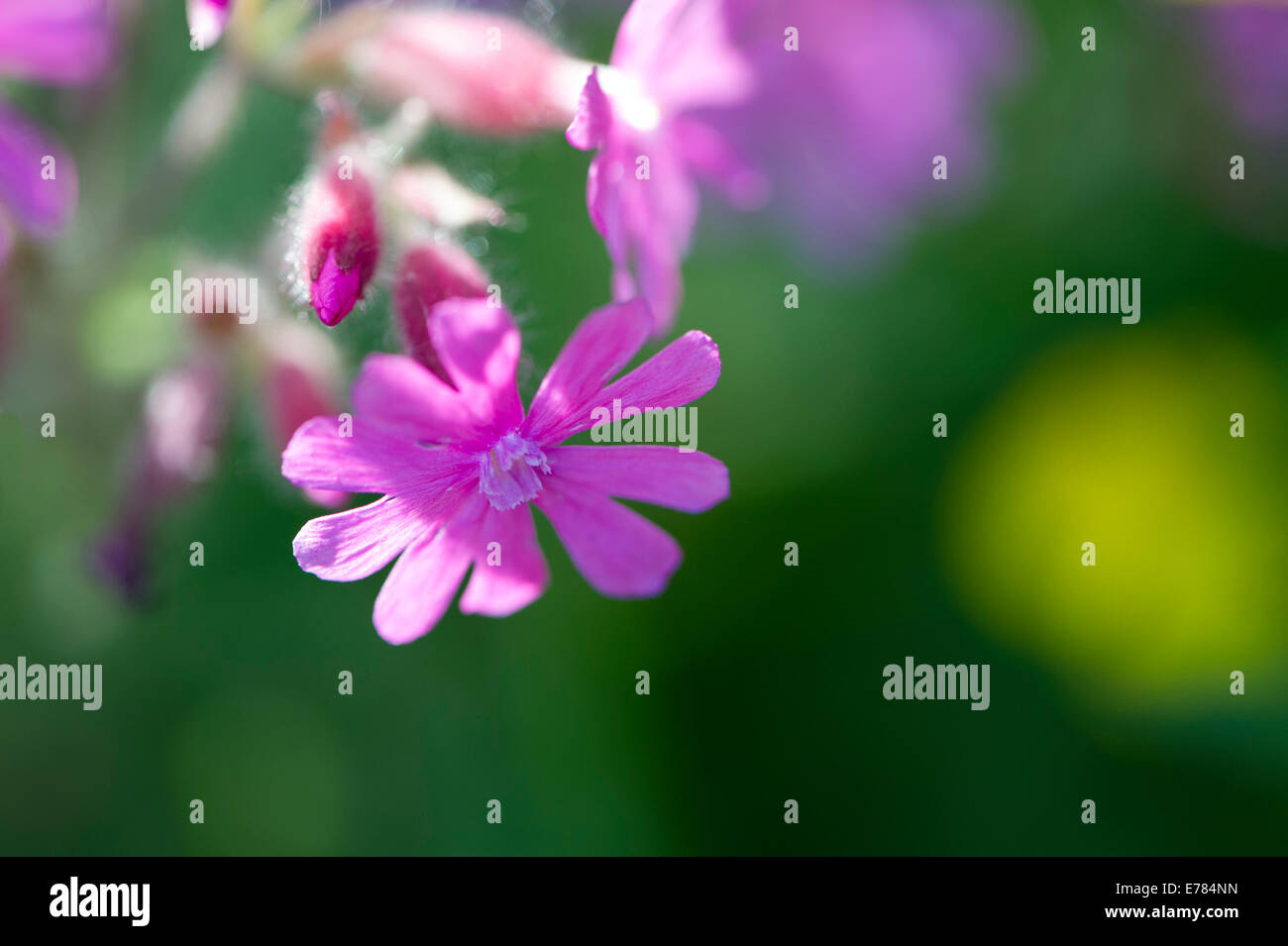 Flora and fauna art hi-res stock photography and images - Alamy