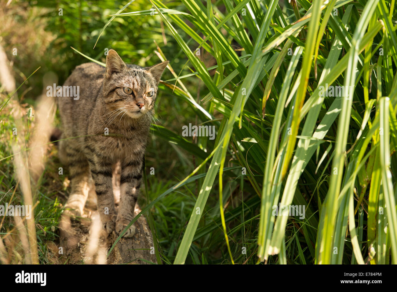 Wildcat scotland hi-res stock photography and images - Alamy