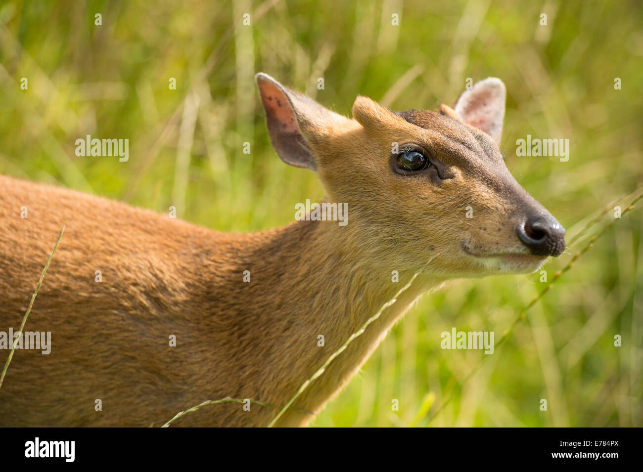 Chinese muntjac reeves muntjac muntiacus hi-res stock photography and ...