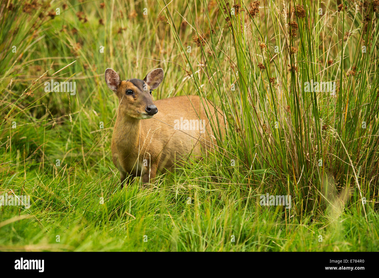 Muntjac buck hi-res stock photography and images - Alamy