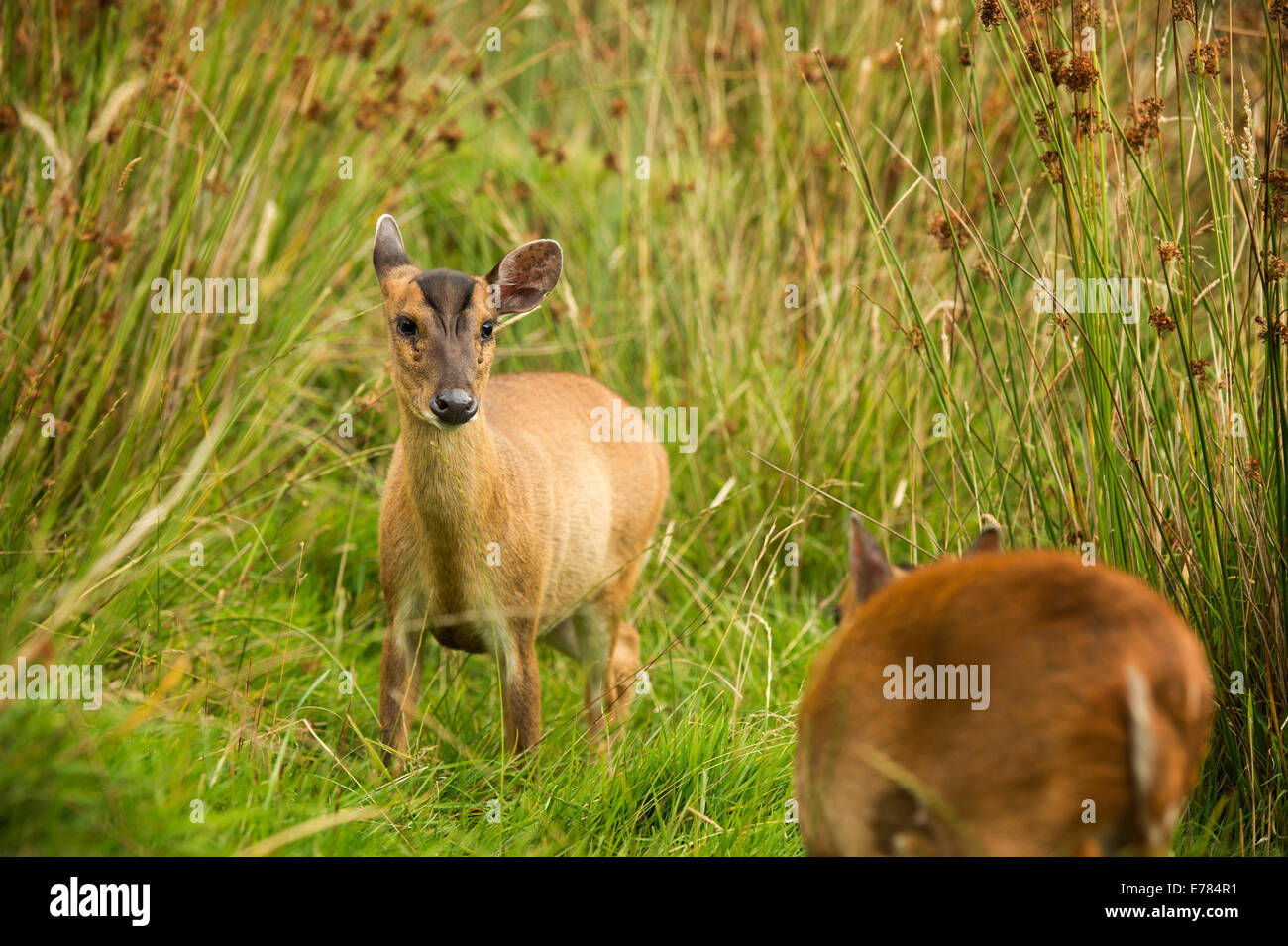 Deer red roe muntjac hi-res stock photography and images - Alamy