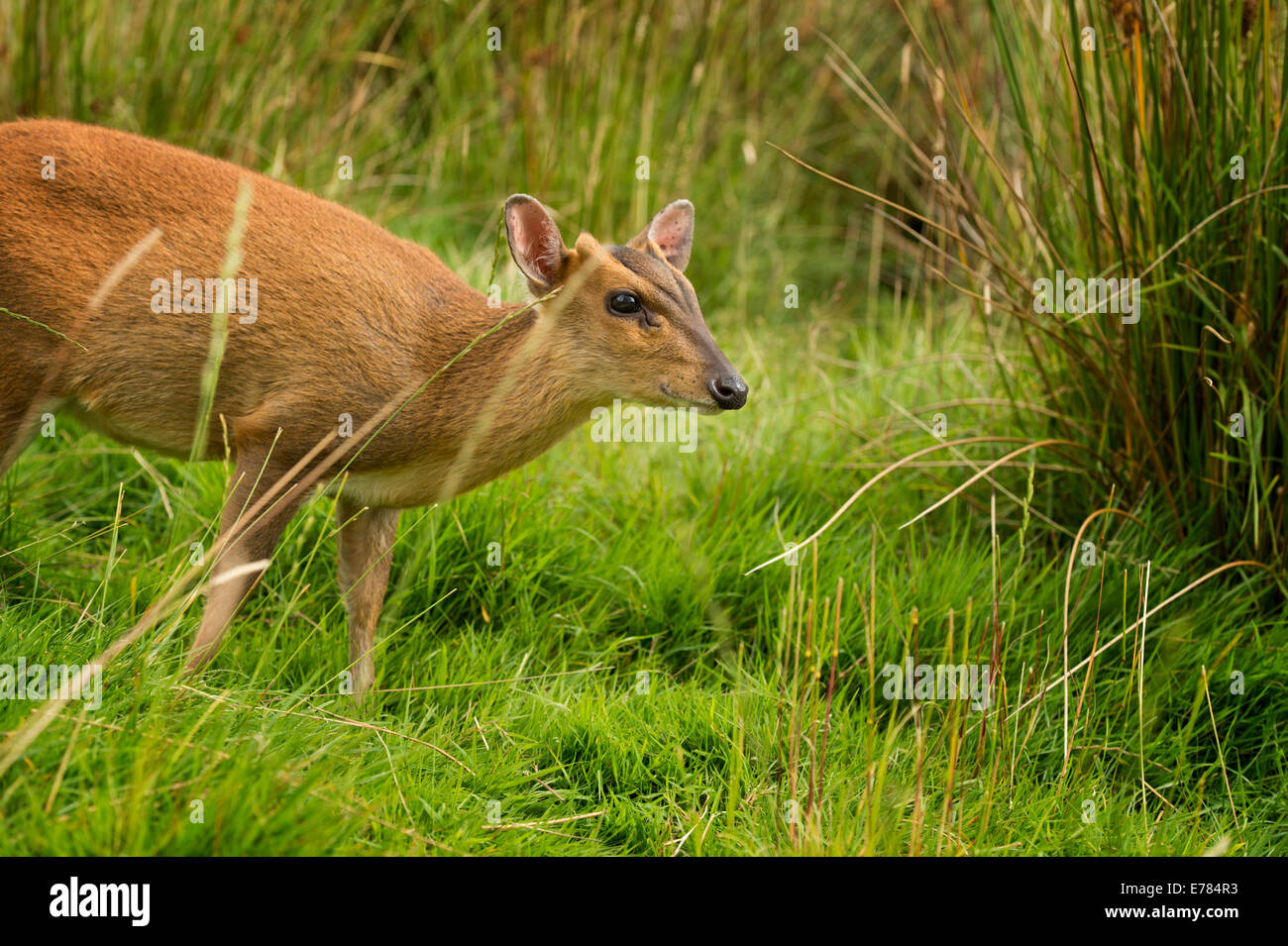 Deer red roe muntjac hi-res stock photography and images - Alamy