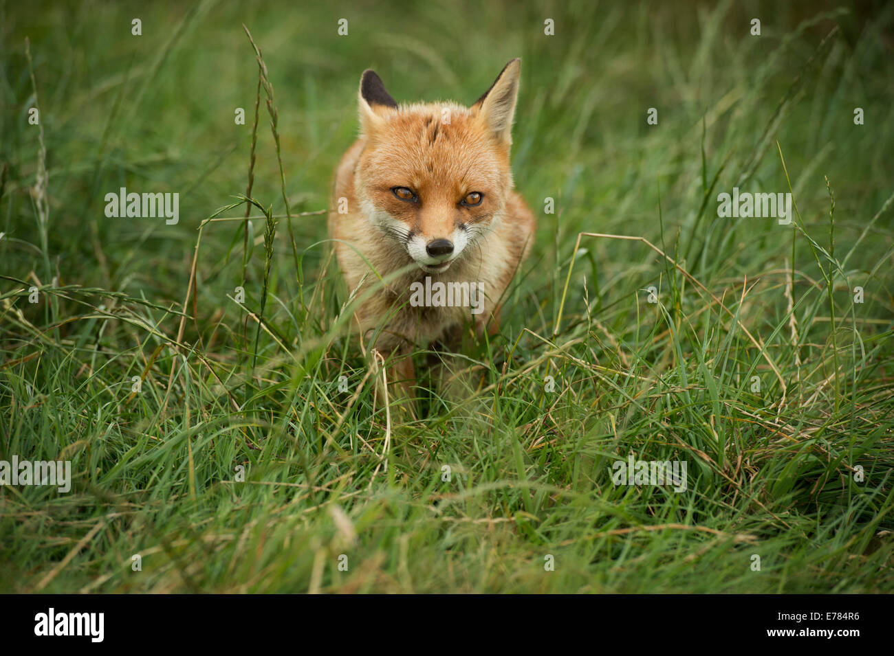 Red fox anatomy hi-res stock photography and images - Alamy
