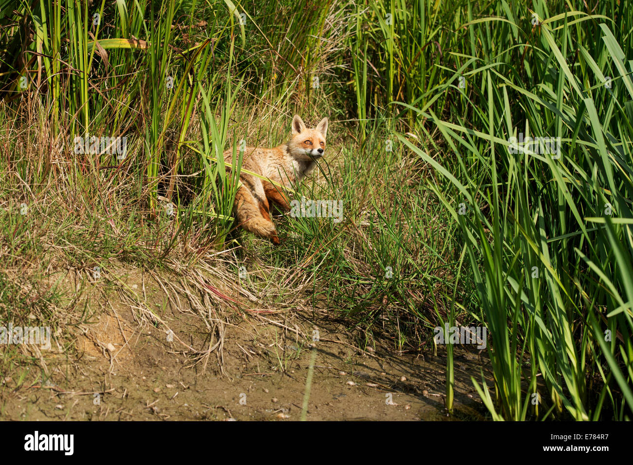 Red fox anatomy hi-res stock photography and images - Alamy