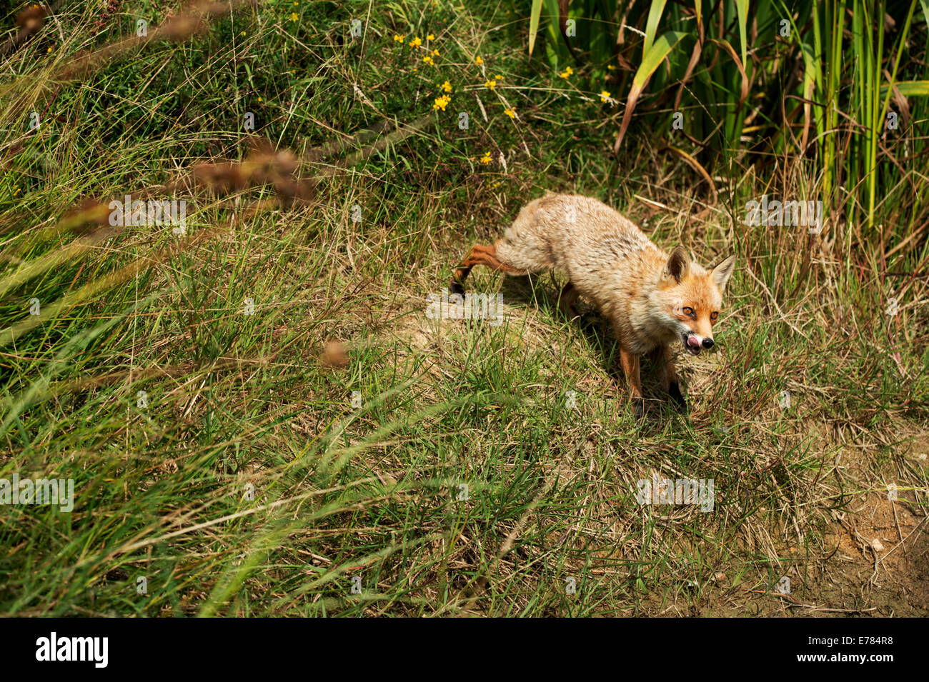 Red fox anatomy hi-res stock photography and images - Alamy